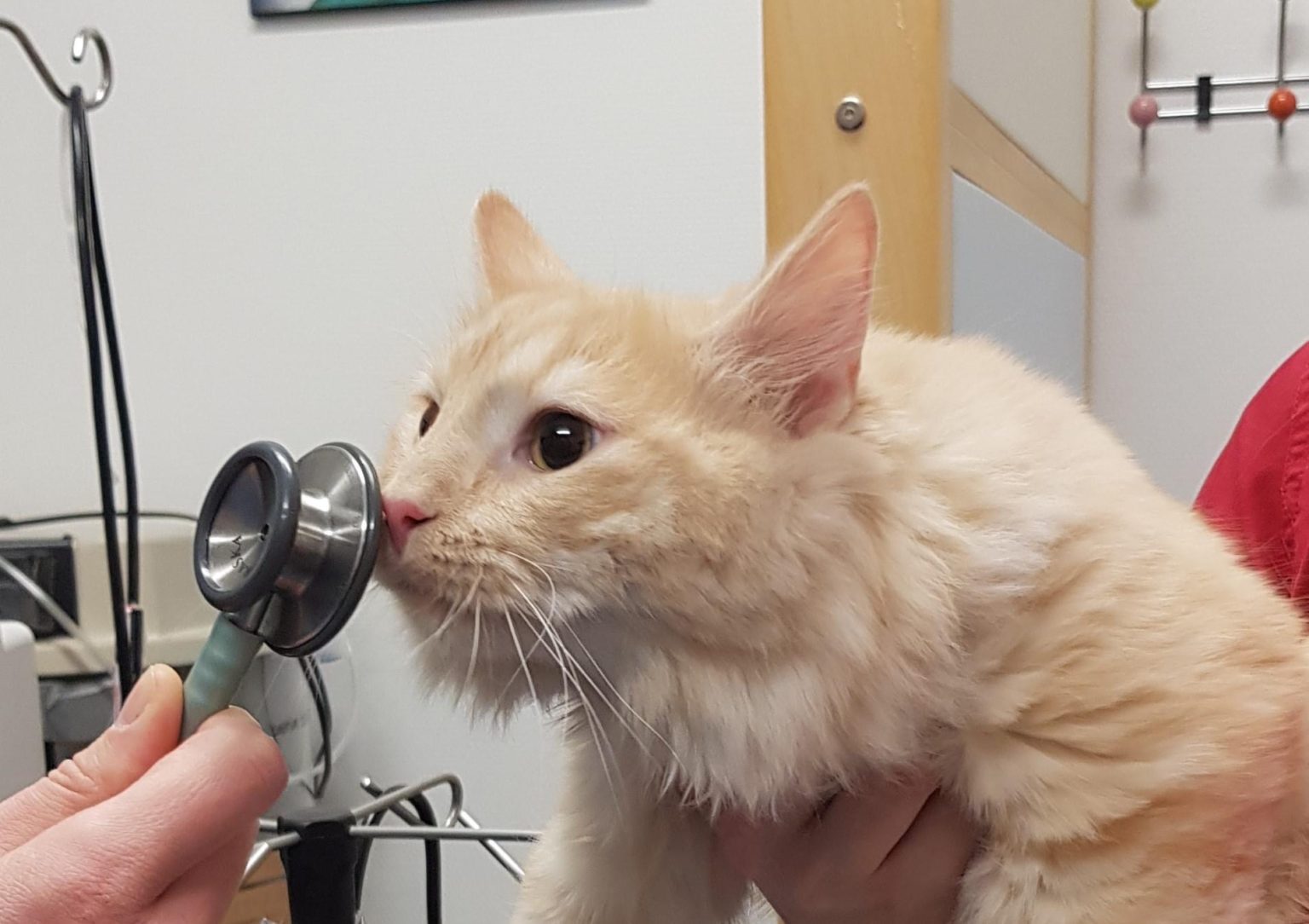 Kissan krooninen ripuli - Koirakissaklinikka