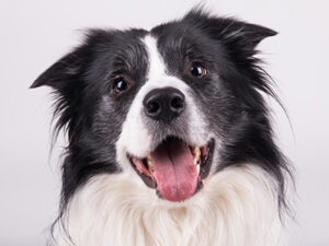 Koiran eturistisidevamma ja sen hoito - Koirakissaklinikka